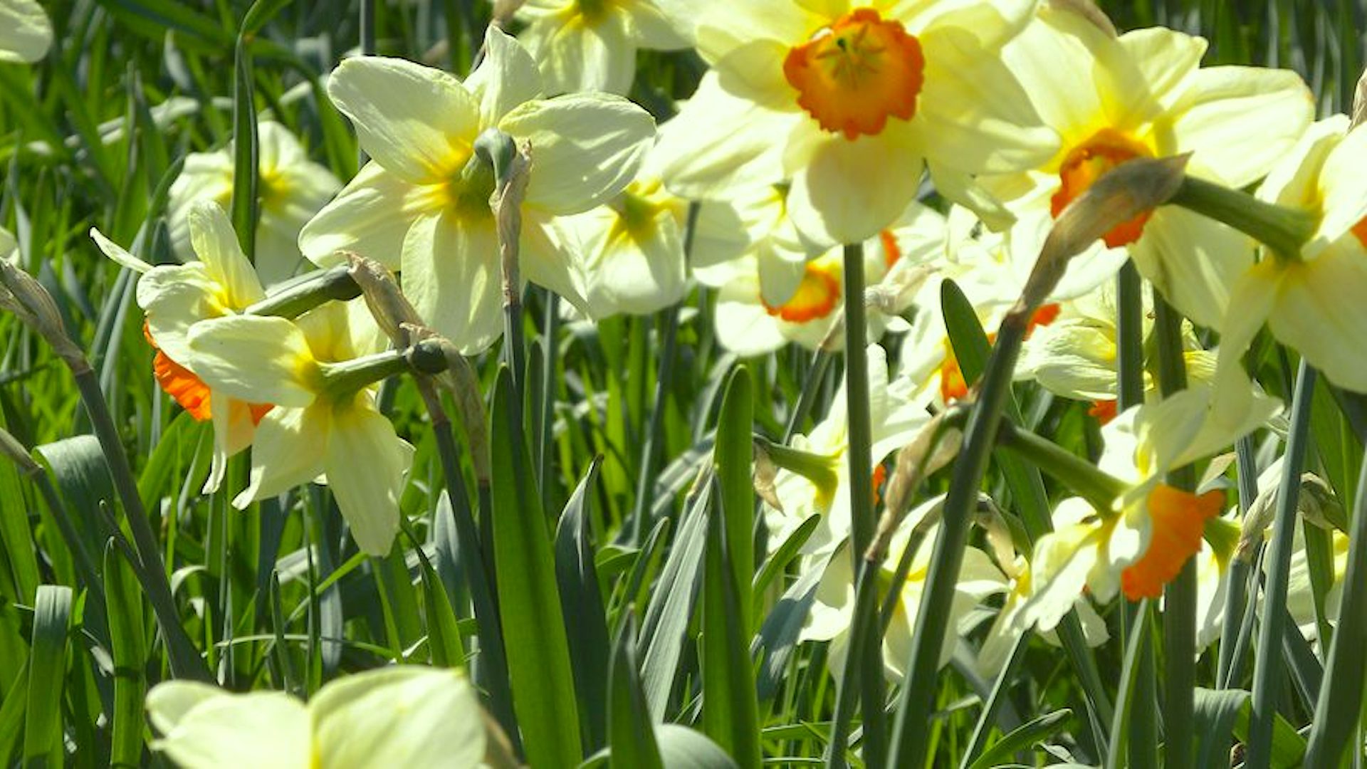Five Charmingly British Activities for Students - Sutherland Education